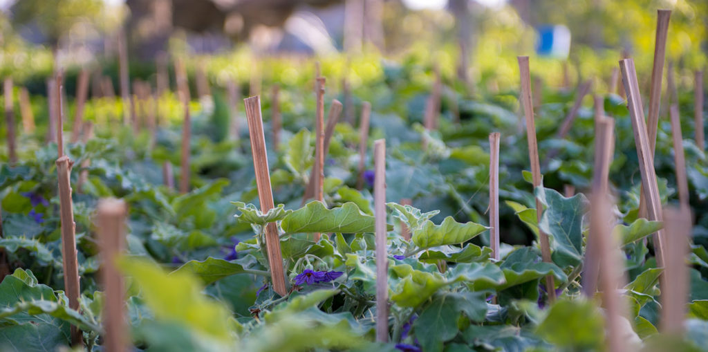 Al Osra Supermarket - Almoayyed Creative Agency